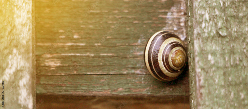 Snails : Cuban land snail (Polymita picta) or Painted snail, World's ...