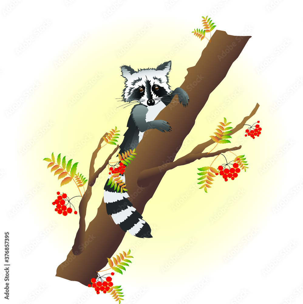 Cute cartoon raccoon sits on a rowan tree. Vector illustration for ...