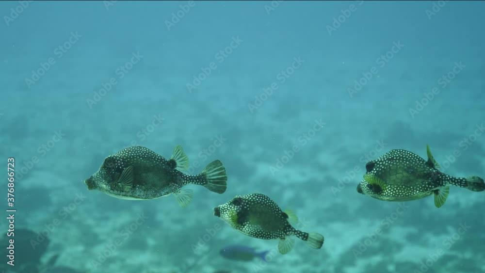 Close up view of a school of spotted trunk fish captured by a diver ...