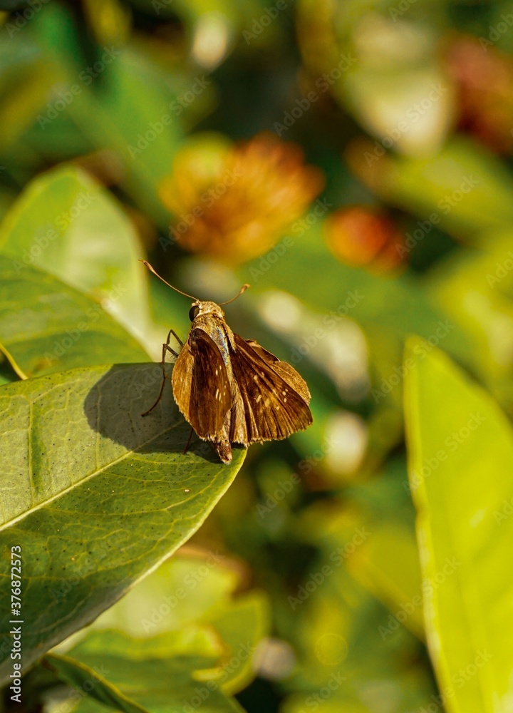 This insect is a Butterfly also known as Small branded swift ...