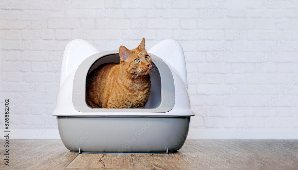 Cute ginger cat sitting in a litter box and looking sideways. Panoramic ...