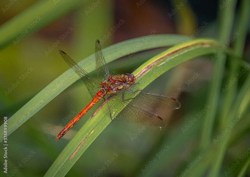 Red Common Darter Dragonfly Stock Photo | Adobe Stock