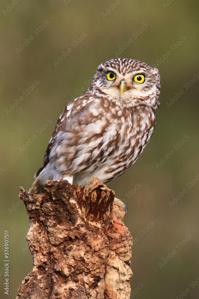 owl Stock Photo | Adobe Stock