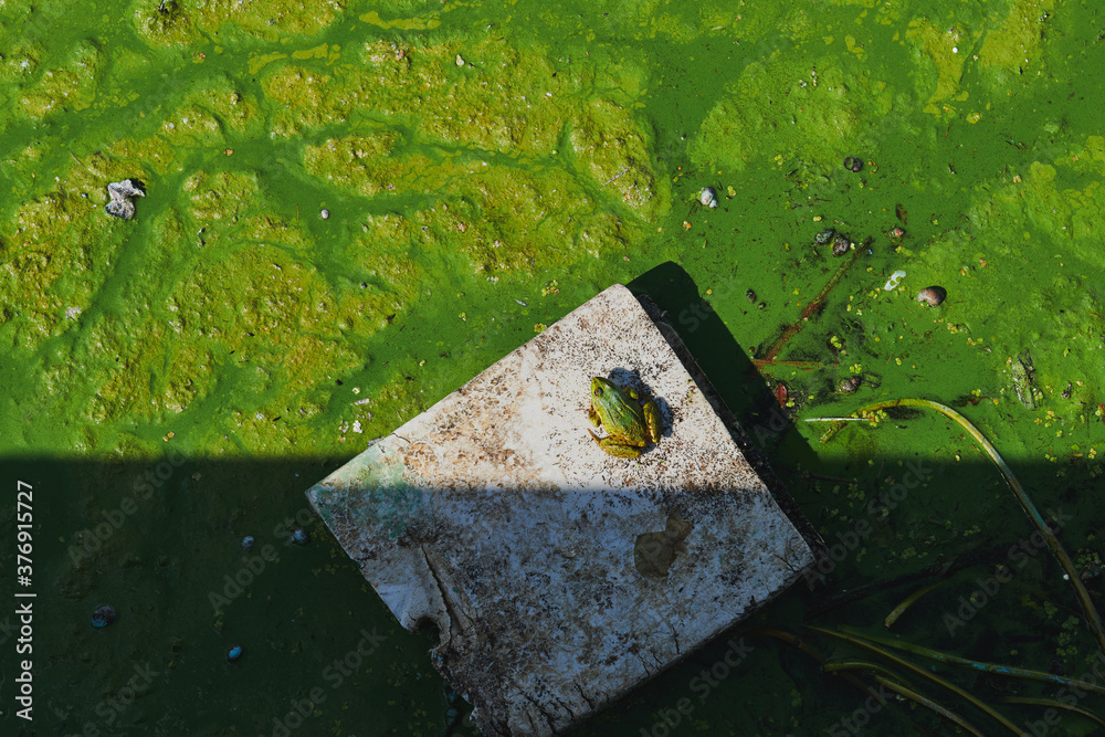 Green frog in the green pond on the plastic sheet. Green string algae ...