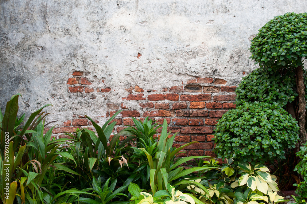 Old brick wall with trees,The texture of old buildings and green plants ...