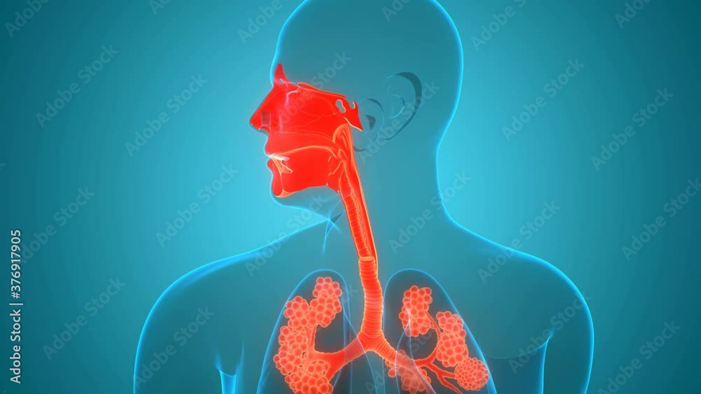 Human Respiratory System Lungs with Larynx and Pharynx with Alveoli ...