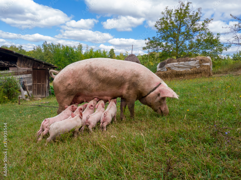 Pig mother feeds the newborn piglets with their milk. Small strong pigs ...