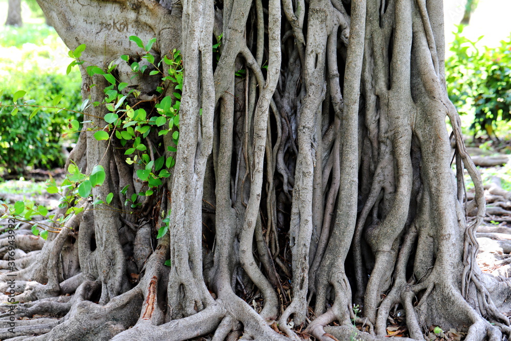 The beautiful roots of the trees that have been merged and formed over ...