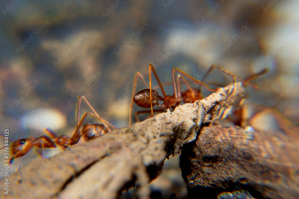 Weaver ants or green ants. Weaver ants live in trees and are known for ...