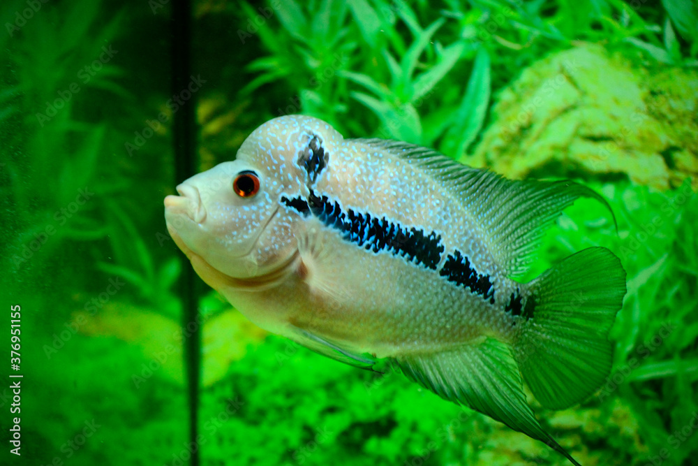 Flowerhorn is one of the most well-known ornamental fish kept in ...