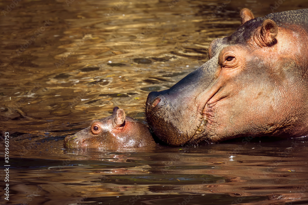 Hipopotam Stock Photo | Adobe Stock