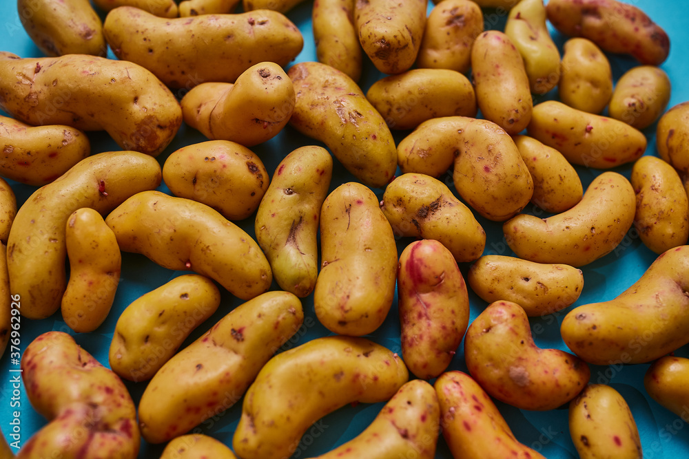 Olluco puesto encima de una mesa. Tuberculo de los andes. fondo ...