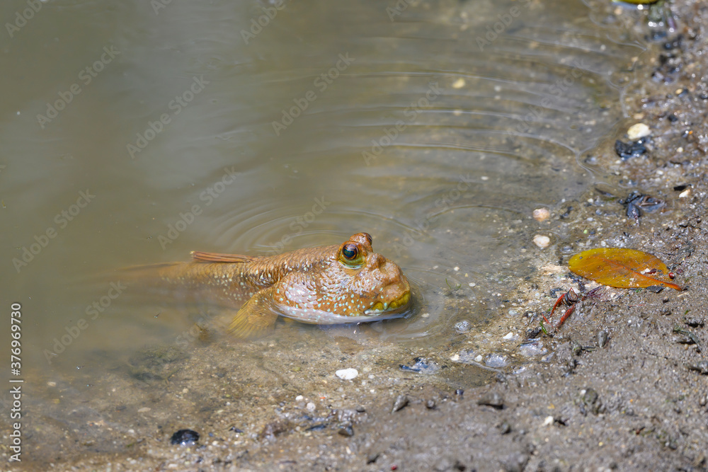 The Atlantic mudskipper (Periophthalmus barbarus) is a species of ...