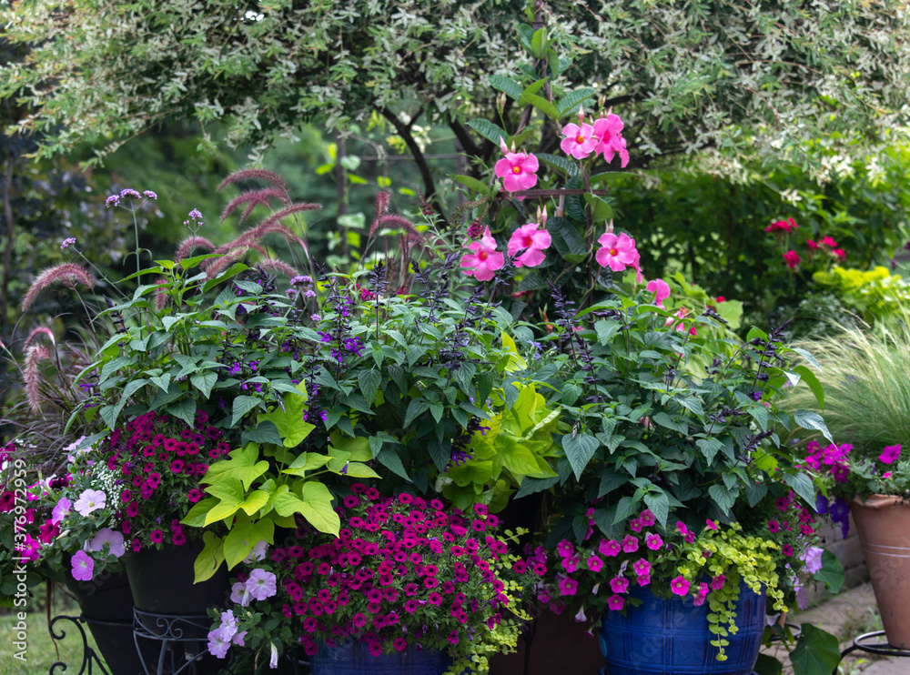 A variegated Japanese willow tree underplanted with a dazzling ...