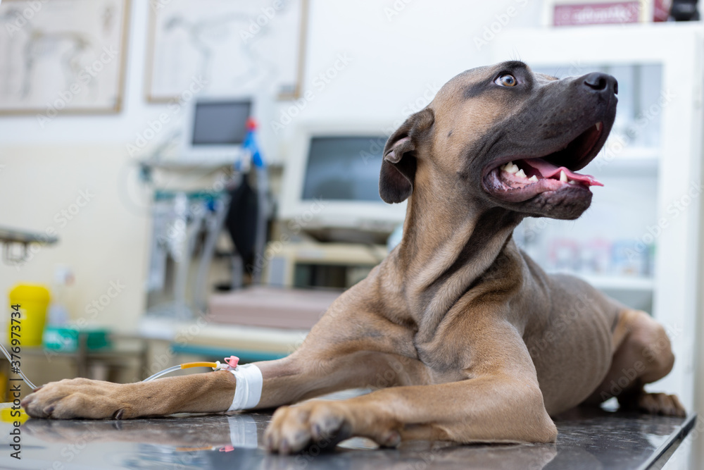 Serbian Defence Dog breed lying on veterinary table and gets ...