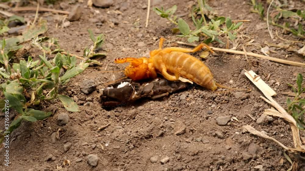 Vidéo Stock mole cricket is molting its skin. mole cricket in the ...