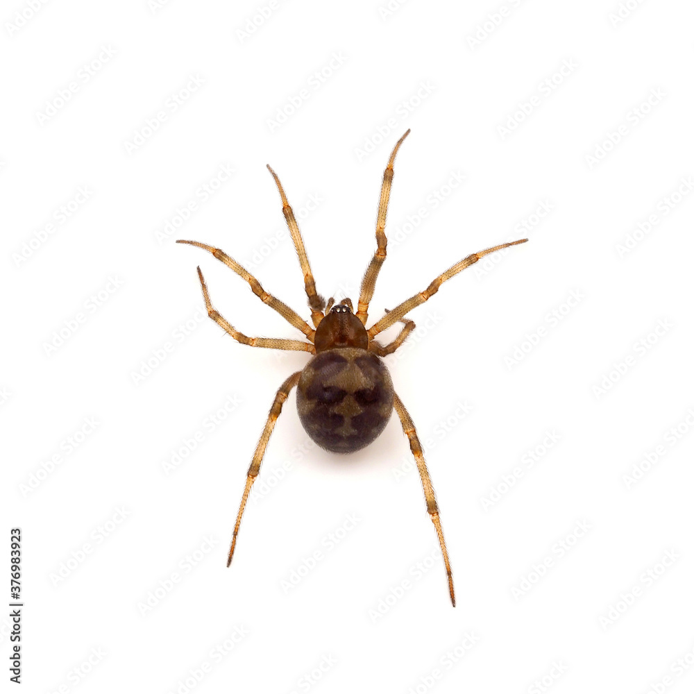 Triangulate cobweb spider isolated on white background, Steatoda ...