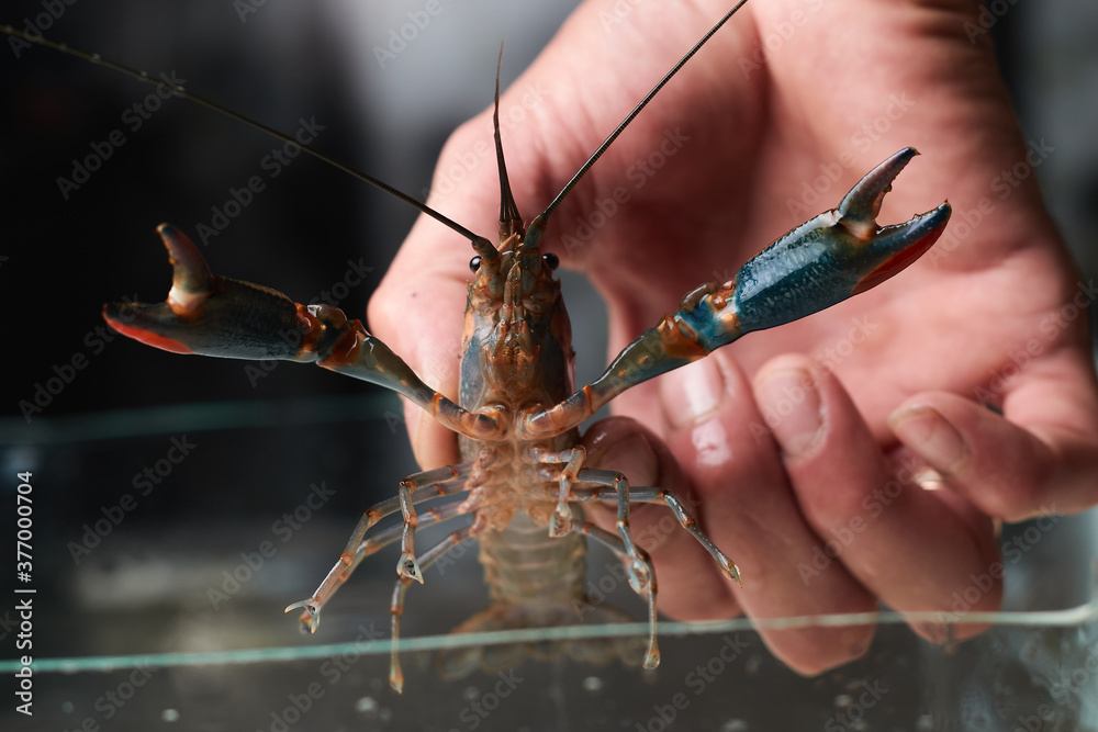 Australian red claw crayfish. Сherax quadricarinatus, a delicious ...