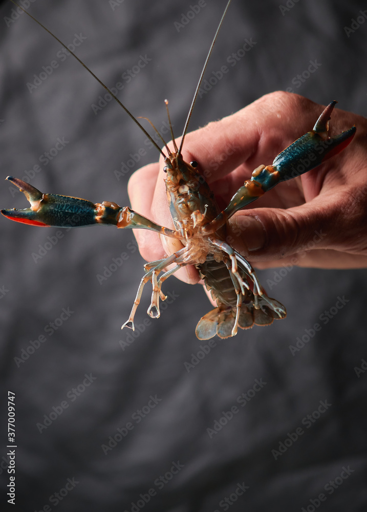 Australian red claw crayfish. Сherax quadricarinatus, a delicious ...
