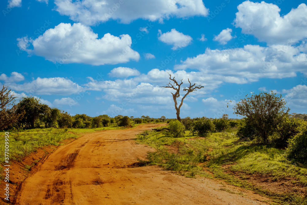 .beautiful african landscape in Kenya. Tsavo National Park. Trees are ...