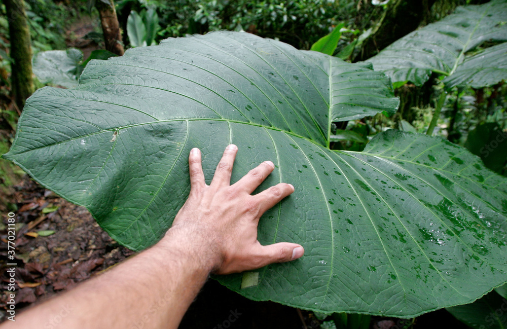 Mano tocando una planta de hojas grandes Stock Photo | Adobe Stock