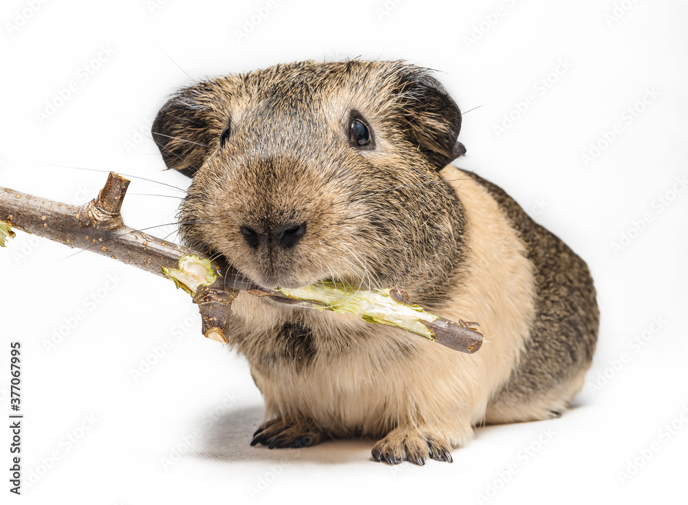 Guinea pig nibbles a stick Stock Photo | Adobe Stock
