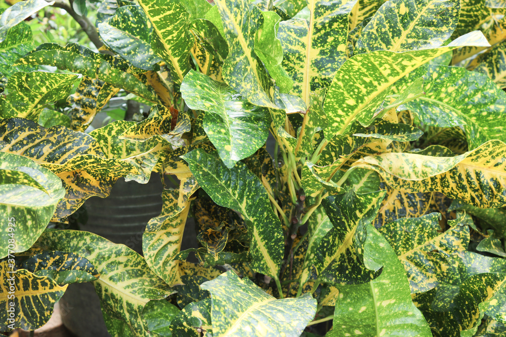 Closeup of blotchy green-yellow poisonous leaves of garden croton ...