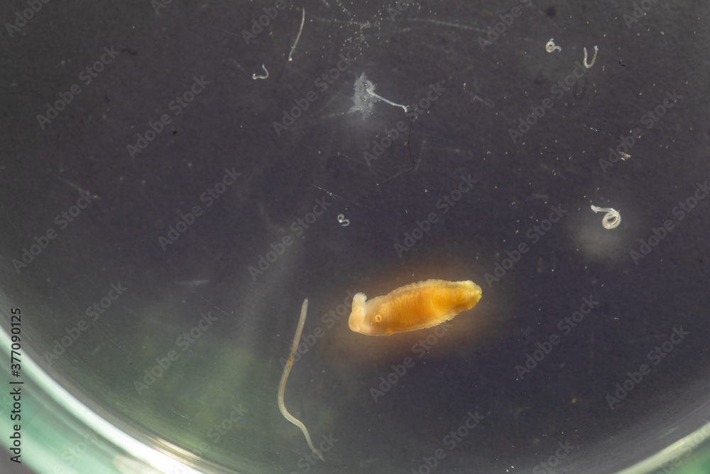 The study parasite or worms is a freshwater fish parasite in laboratory ...