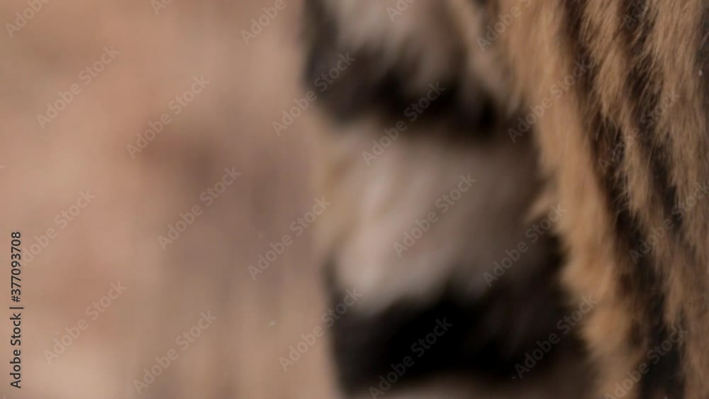 Close-up of siberian tiger body Stock Video | Adobe Stock