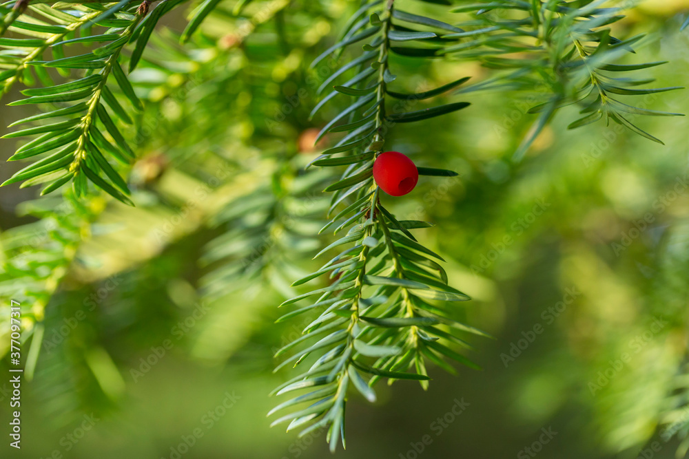 Red berries of Yew conifer (Taxus baccata) detail of branches ...