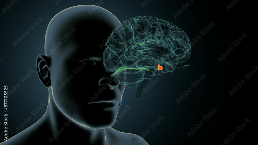 3d render of human brain amygdala body. Stock Video | Adobe Stock