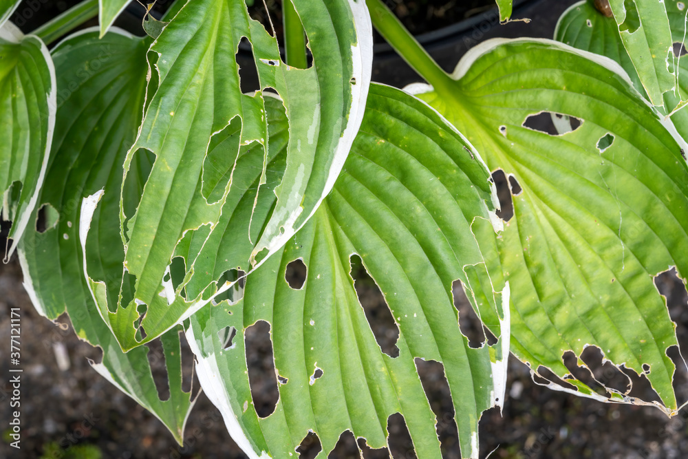 Poster Hosta plant also known as plantain lily with snail and slug ...