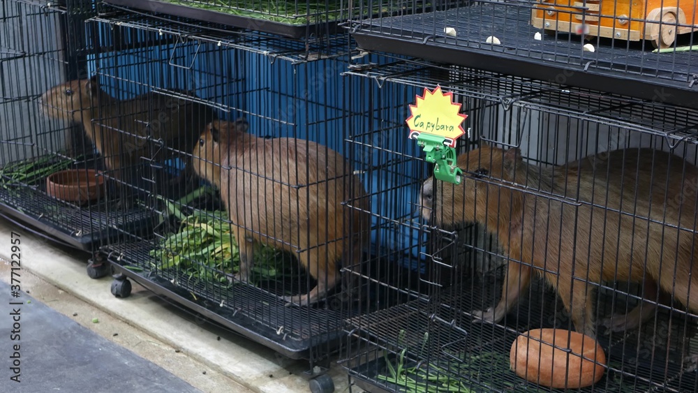 Capybaras in small cages on market. Adorable capybaras trapped in small ...