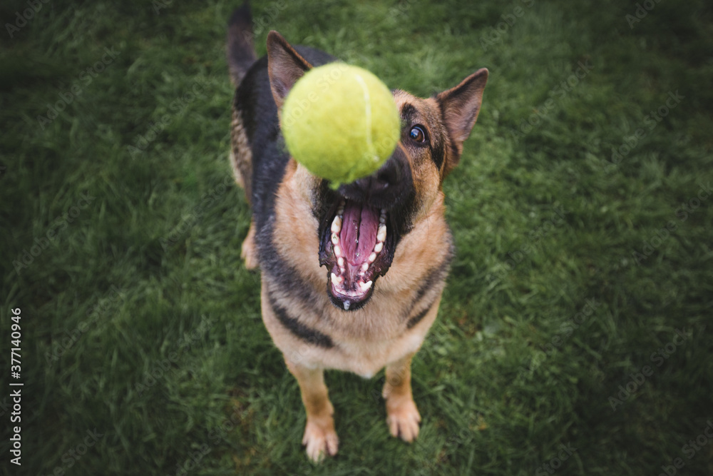 German Shepherd with mouth open catching tennis ball Stock Photo ...