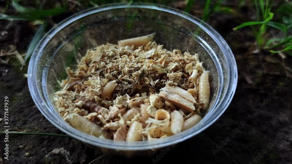 Group of fly larvae or white worm for fishing in packaging. Larvae move ...