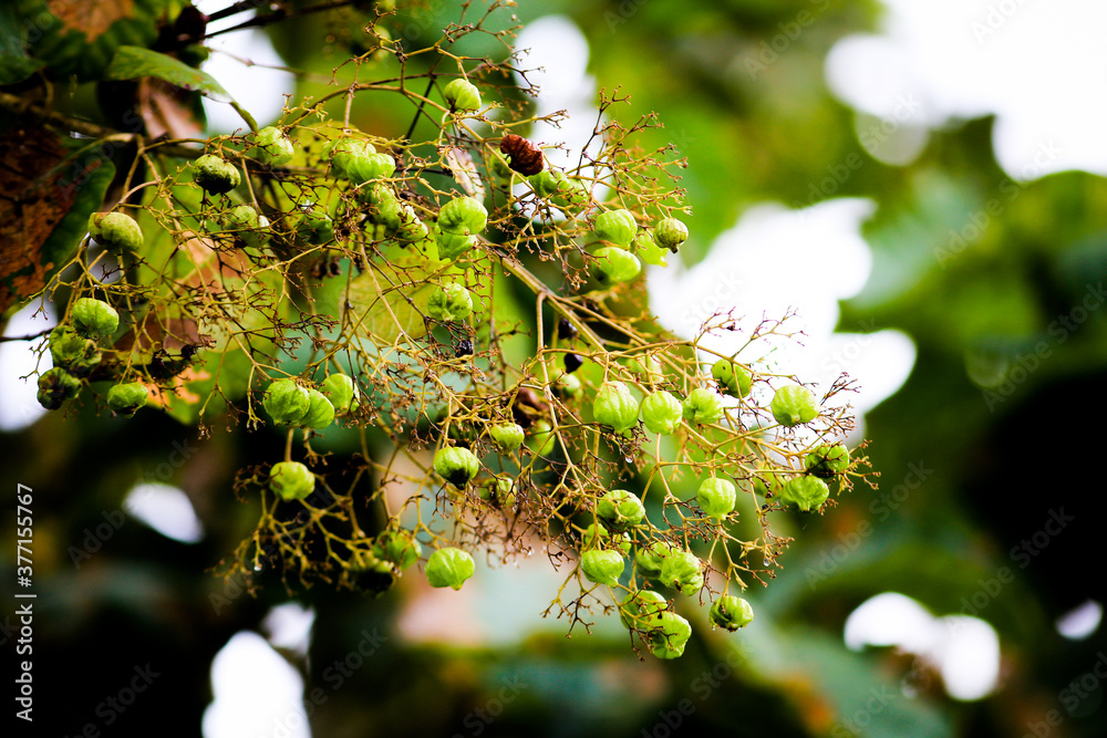 The flowers of the Teak (Tectona grandis) are yellow bunches with green ...