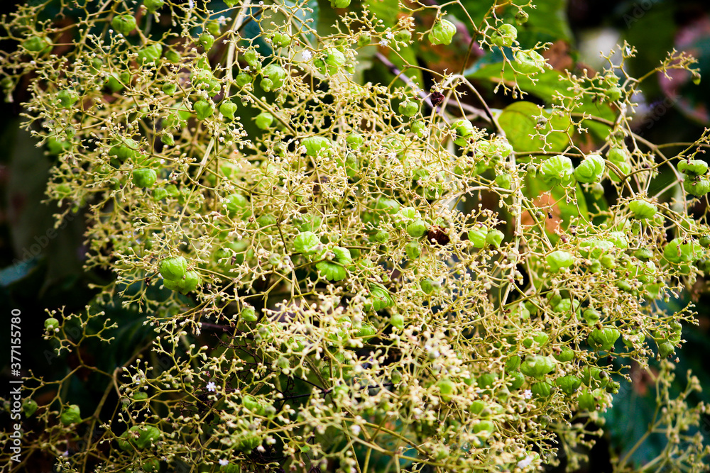 The flowers of the Teak (Tectona grandis) are yellow bunches with green ...