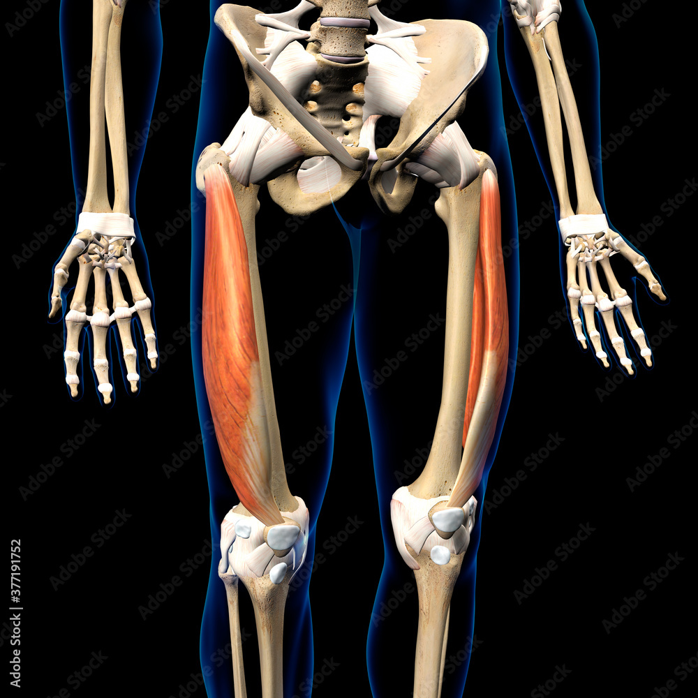 Male Vastus Lateralis Muscles Anterior View Isolated on Human Skeleton ...