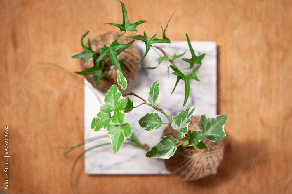 Kokedama compositions with hedera plants. Top view Stock Photo | Adobe ...