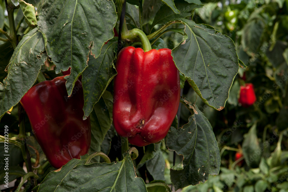 Plantación de ají morrón rojo en un vivero cubierto de una quinta ...