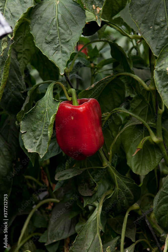 Plantación de ají morrón rojo en un vivero cubierto de una quinta ...