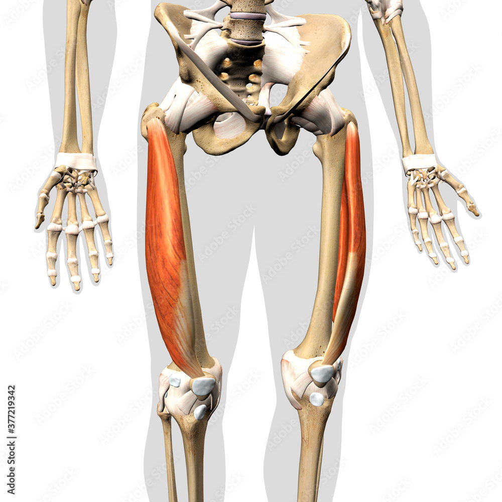 Male Vastus Lateralis Muscles Anterior View Isolated on Human Skeleton ...