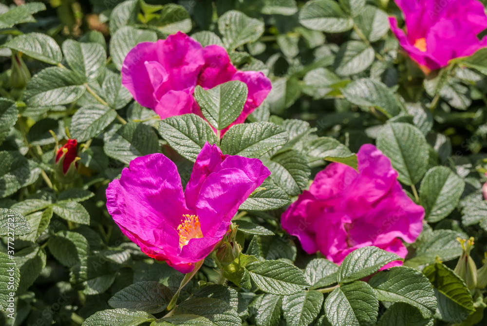 Rugosa Rose (Rosa rugosa) in garden Stock Photo | Adobe Stock
