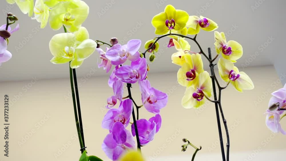 several blooming orchids of different varieties and colors in a flower ...