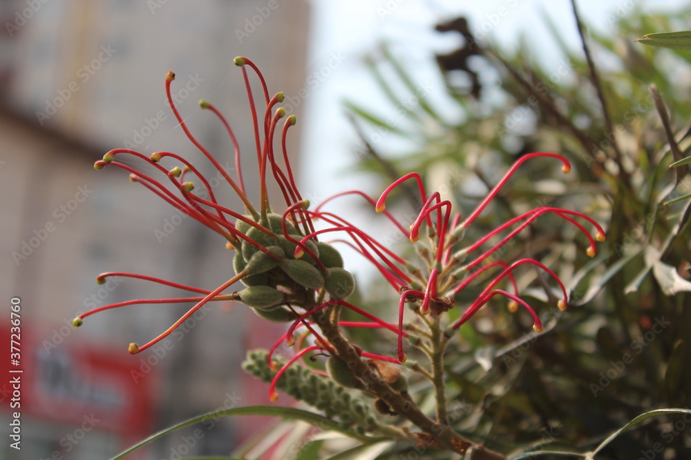 Grevillea banksii, known as red silky oak, dwarf silky oak, Banks ...
