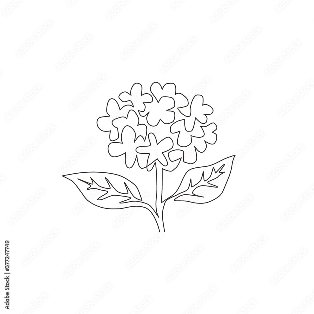 Simple Hydrangea Drawing