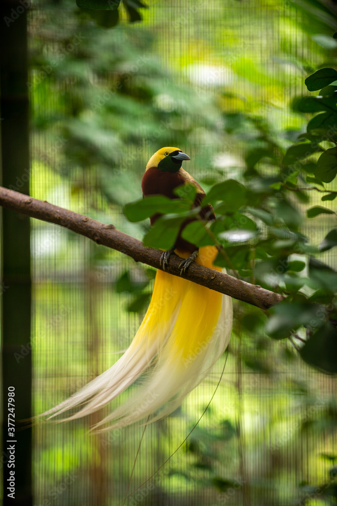 The Greater Bird-of-paradise or Paradisaea apoda stands on a branch in ...
