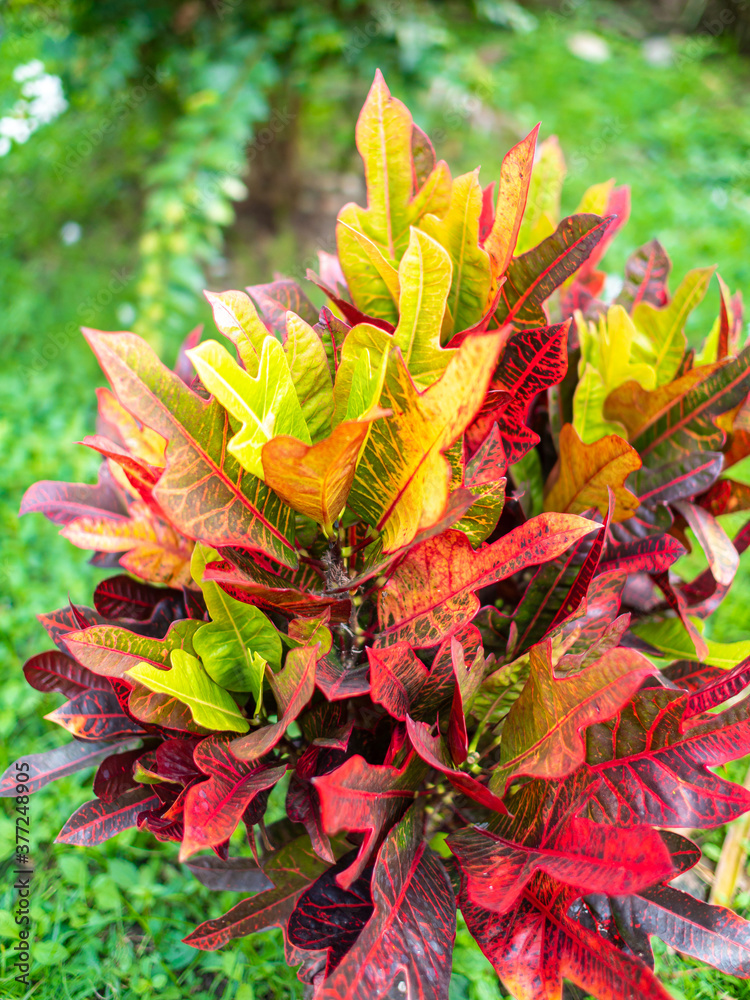 Foto de Fire Croton, Garden croton, or Variegated Croton (Codiaeum ...