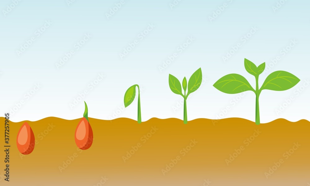 Plant growing stages. Timeline infographic of planting tree process ...