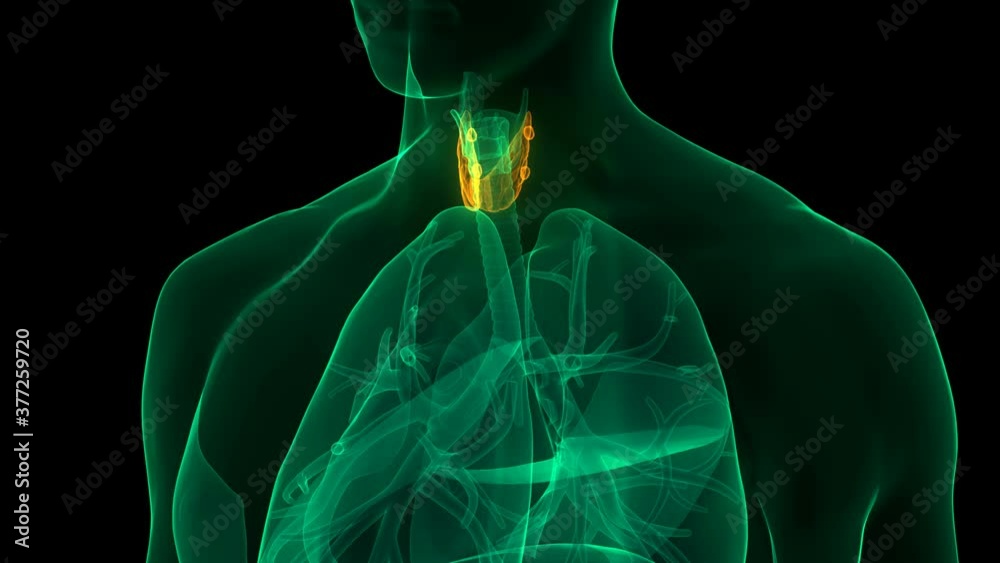 Human Body Glands Thyroid Gland Anatomy Animation Concept Stock ビデオ ...